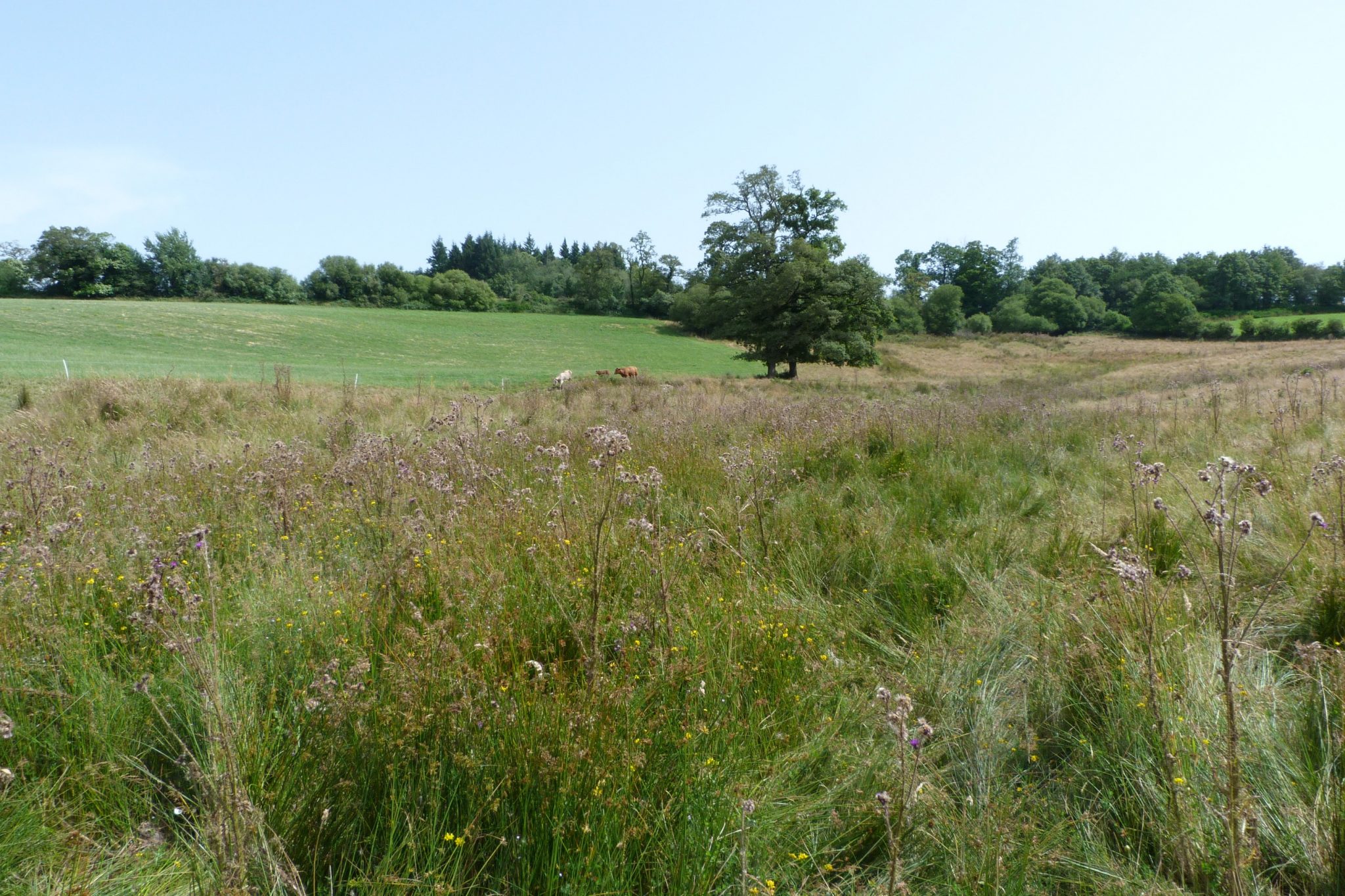 Les zones humides - EPAGE du Bassin Viaur